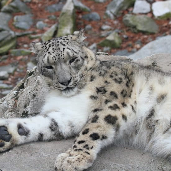 Conservation news on Bhutan