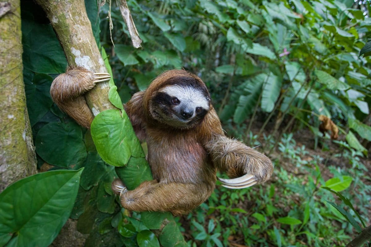New sloth book features amazing photographs and busts myths [PHOTOS]