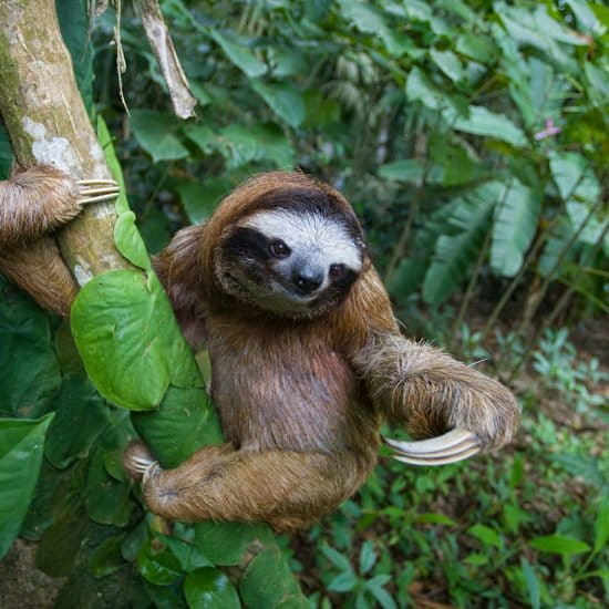 Pope Francis: 'this is our sin: we exploit the earth'