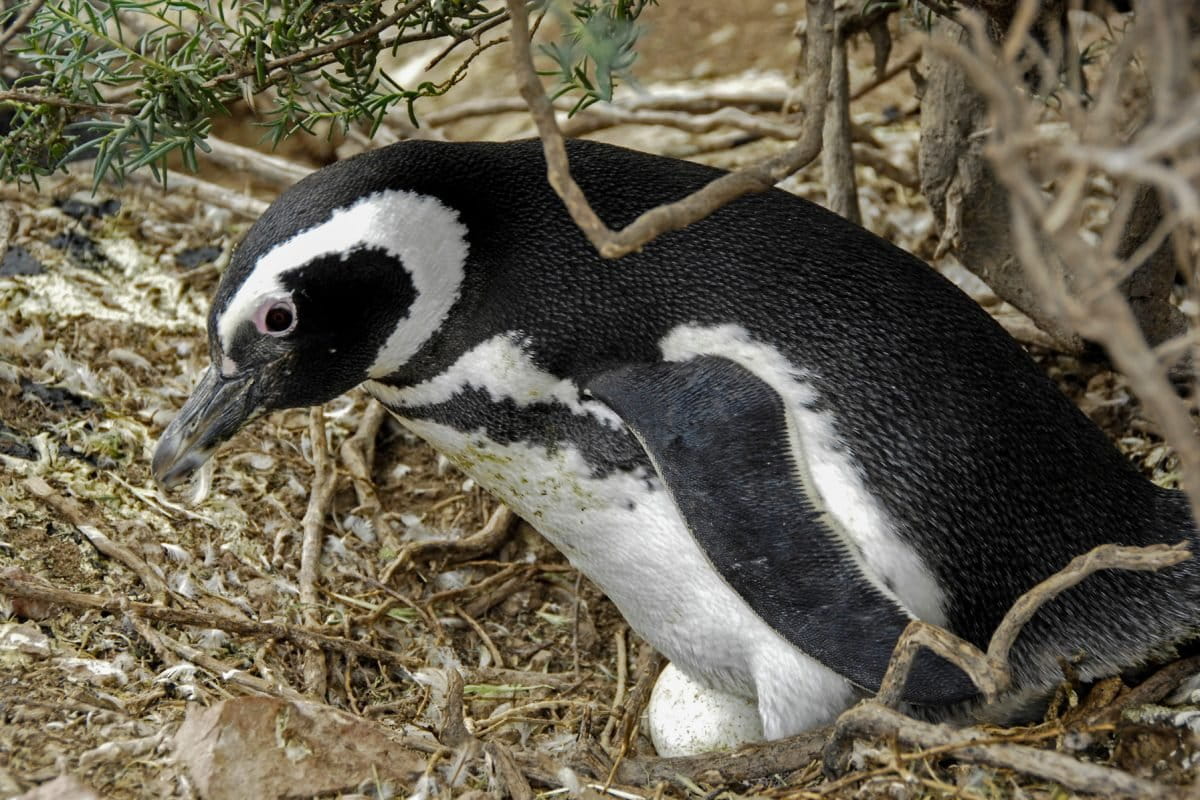 How to help penguins (photos)