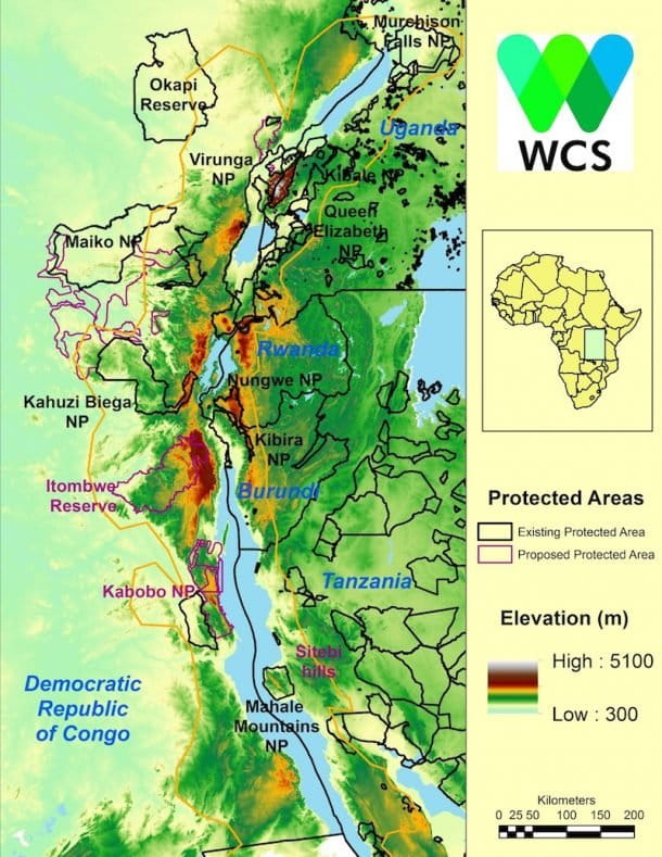 46% of Albertine Rift species may be threatened by 2080, study finds