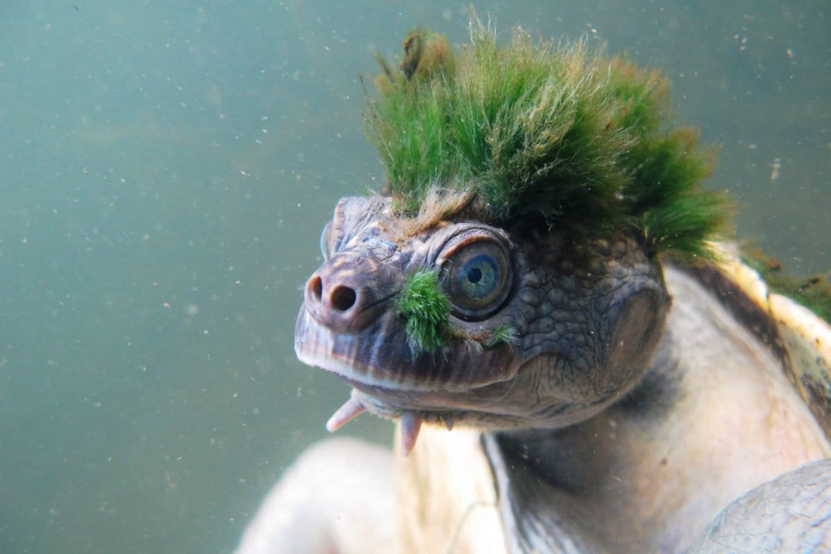 List of 100 most unique and endangered reptiles released