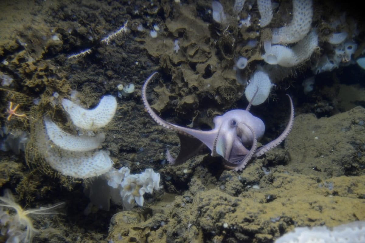 Scientists stumble upon hundreds of octopus moms in the deep sea