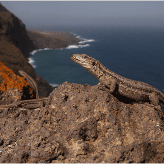 Conservation news on Lizards