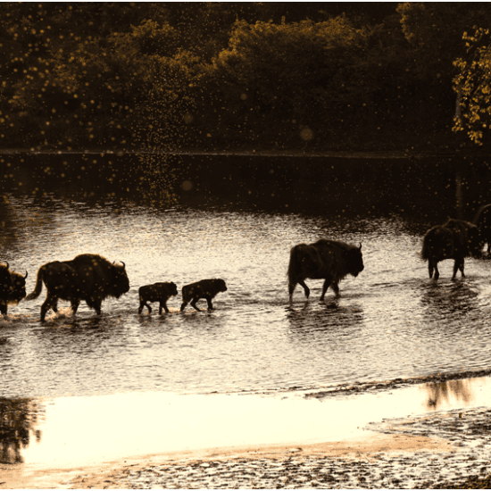 Joshua Parfitt Archives - Conservation news