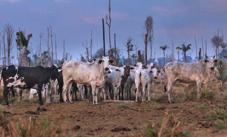 New film shines light on cattle industry link to Amazon deforestation