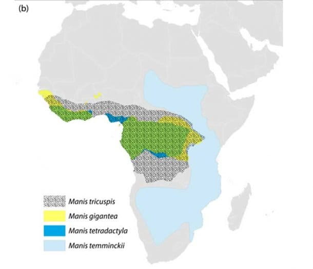 Pangolins on the brink as Africa-China trafficking persists unabated