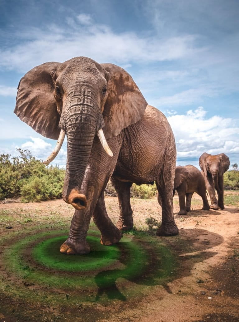 Vibrations from elephant calls and movements reflect distinct behaviors ...