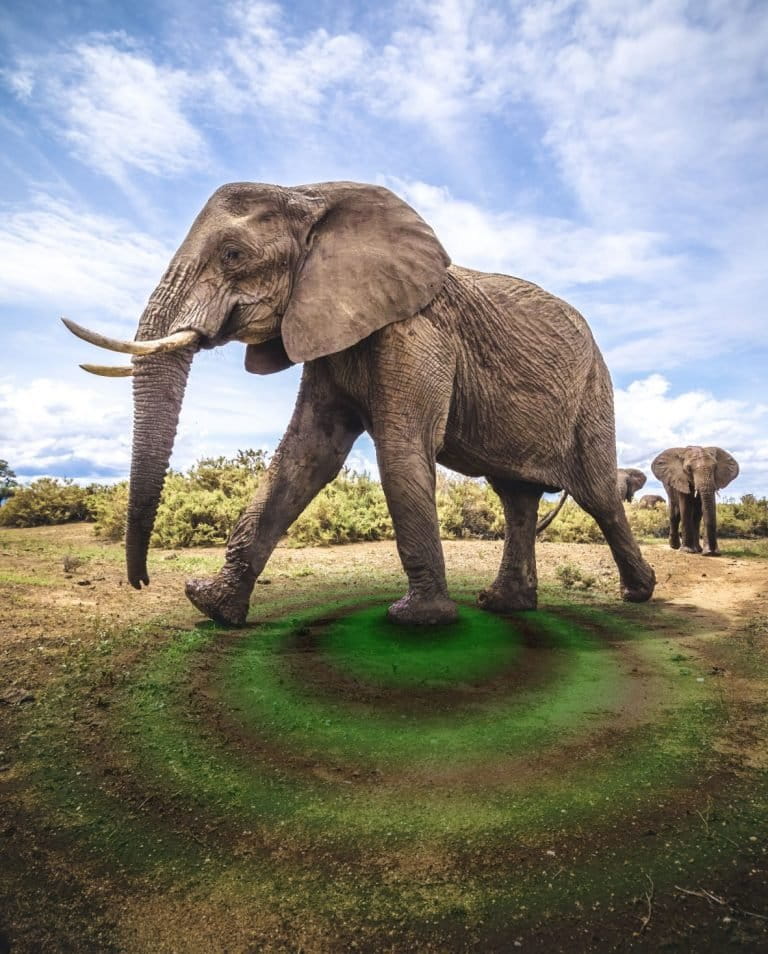 Vibrations from elephant calls and movements reflect distinct behaviors ...