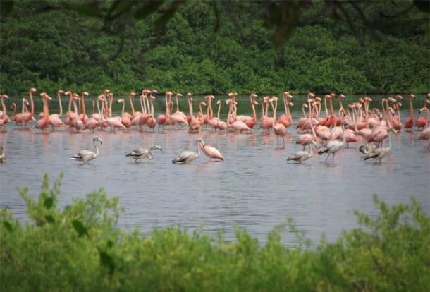 Venezuela’s hungry hunt wildlife, zoo animals, as economic crisis grows