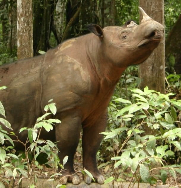 Signs, but no sightings: The phantom rhinos of Sumatra’s Bukit Barisan ...