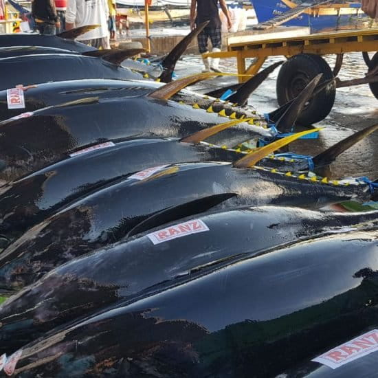 646-pound catfish believed to be world's largest fish