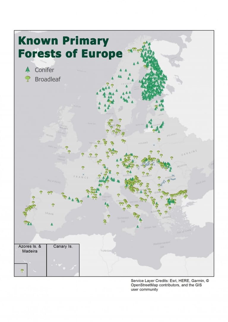 Scientists find Europe’s last primary forests