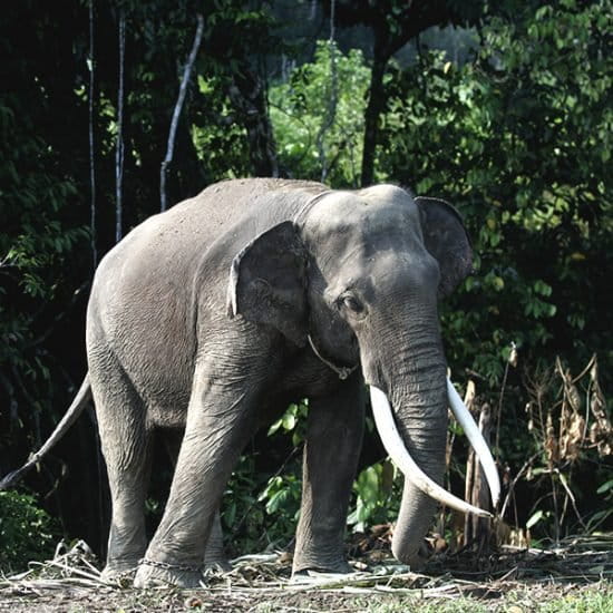 Conservation news on Sumatran Elephant