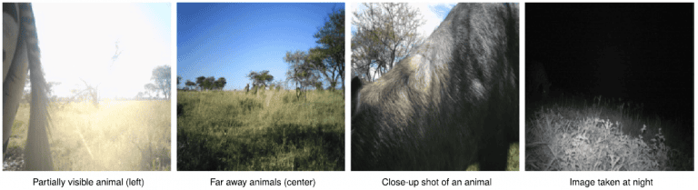 Species recognition shifts into auto with neural networks