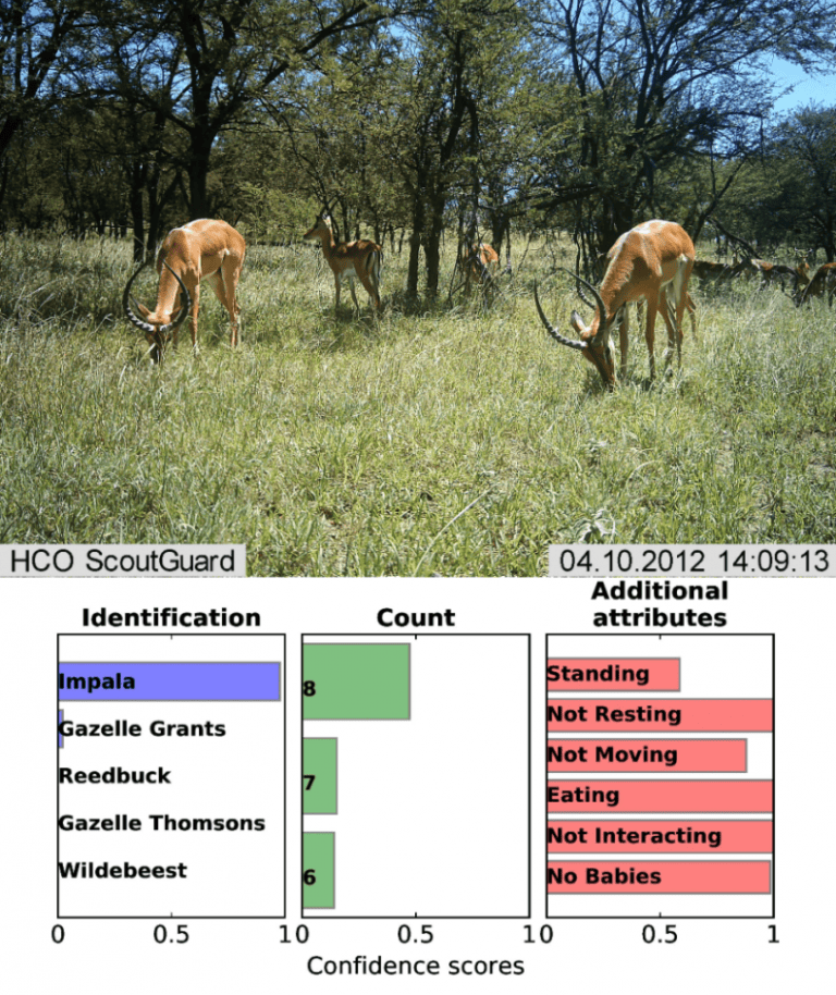 Species recognition shifts into auto with neural networks