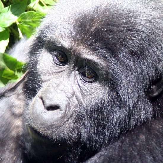 Conservation news on Bonobos