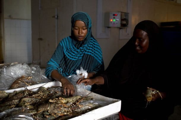 One-third of global fisheries operating at biologically unsustainable ...