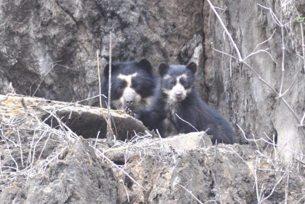 Videos: spectacled bear’s home in the dry forests of Peru revealed