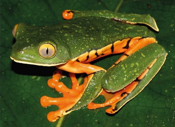 Researcher names spectacular new frog after his granddaughter