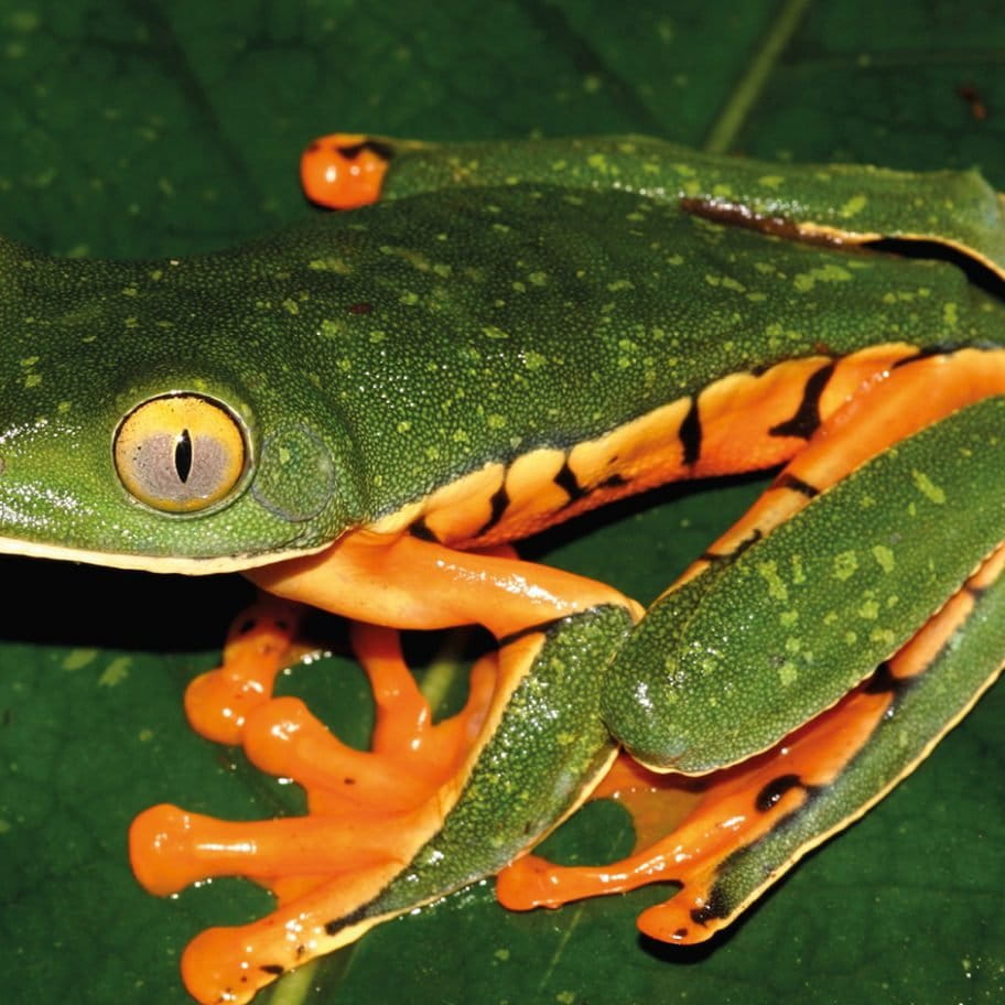 Conservation news on Cryptic Species