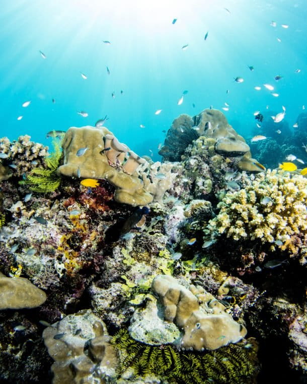 The Great Barrier Reef is losing its ability to bounce back from ...