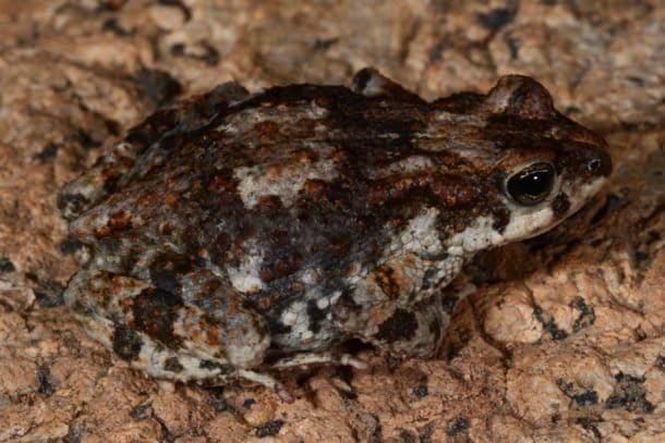 Earless African pygmy toad discovered on remote mountain in Angola