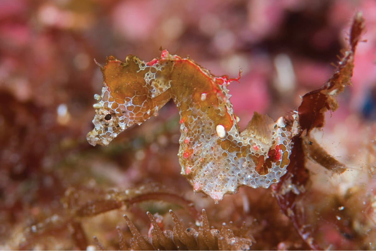 The Japan pig is a tiny colorful pygmy seahorse smaller than a fingernail