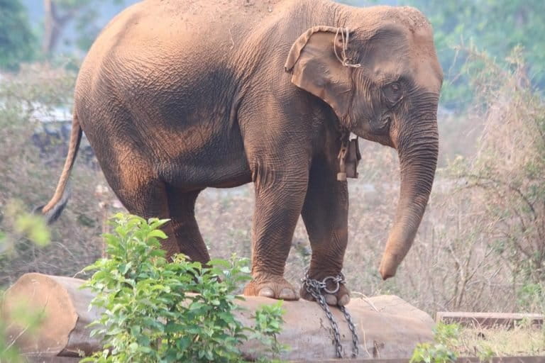 myanmar-timber-elephant-768