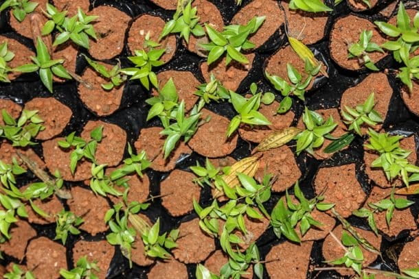 In Brazil, a forest community helps seed new trees far and wide