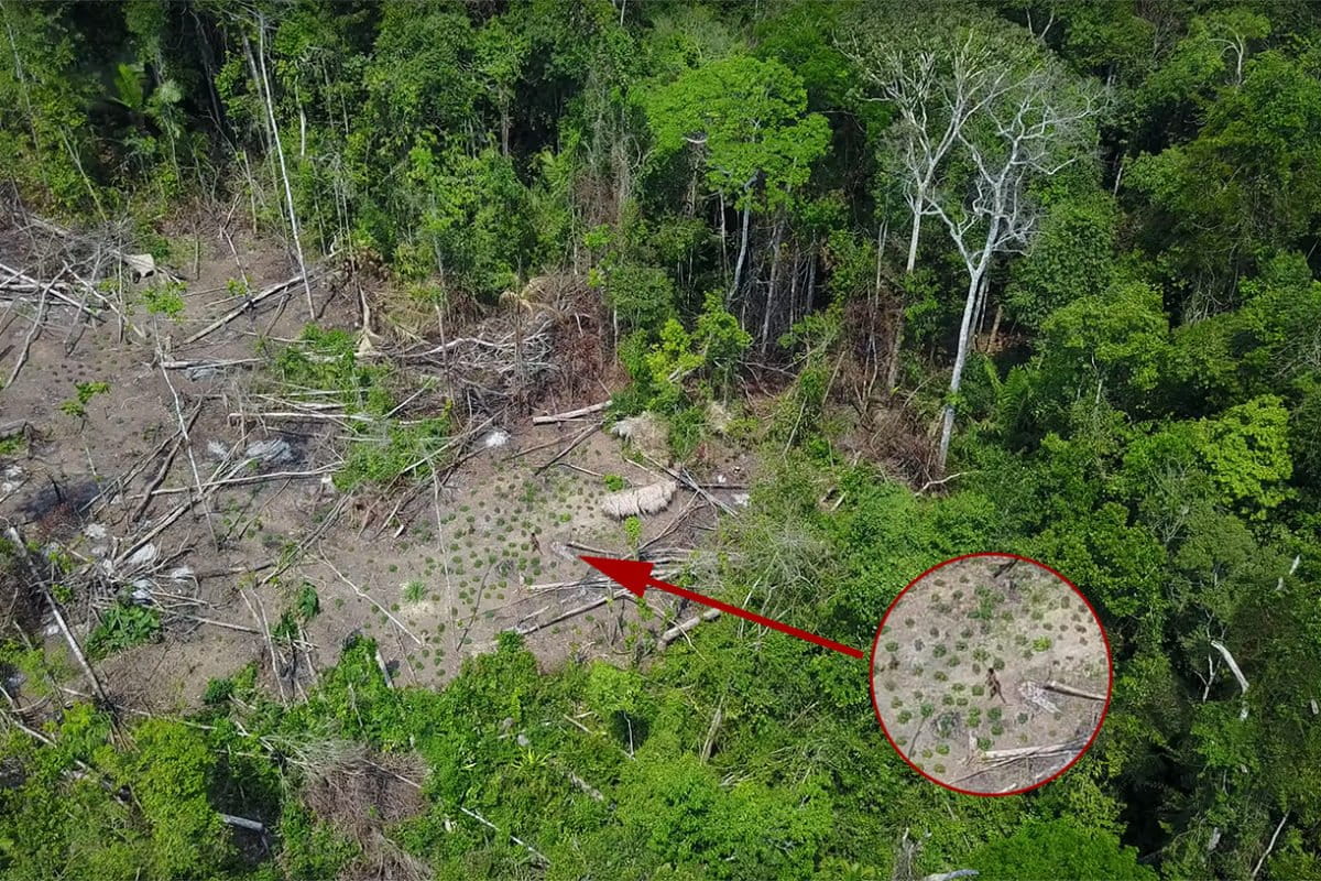 Drone used to confirm existence of uncontacted Amazon tribe (video)
