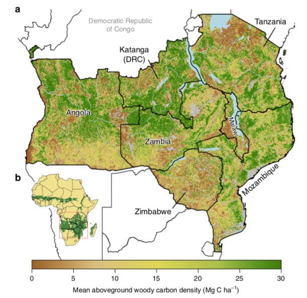 Study finds widespread degradation, deforestation in African woodlands