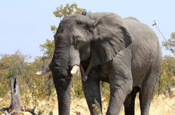 Tracking elephant movements reveals transboundary wildlife corridors