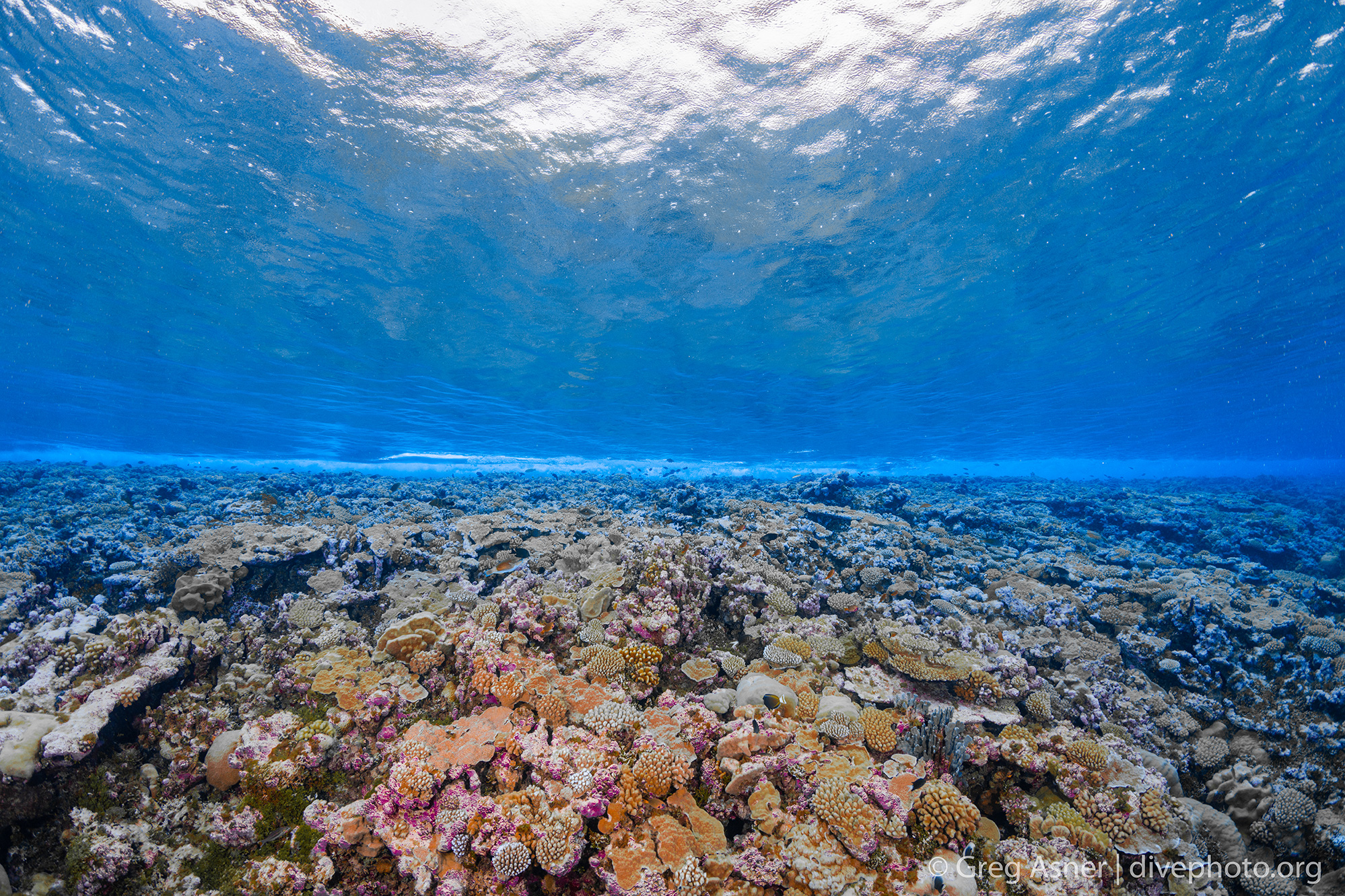 Image-7-pristine-shallow-reef-at-Ailinginae