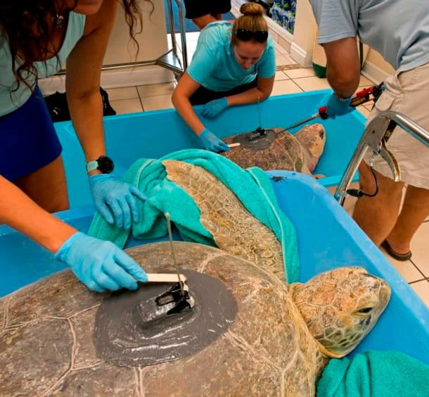 Tagging and tracking the Tour de Turtles