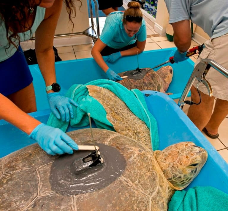 Tagging and tracking the Tour de Turtles