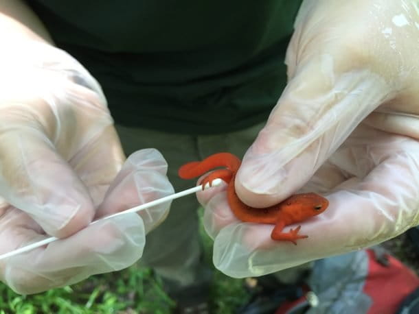 On the hunt for a silent salamander-killer