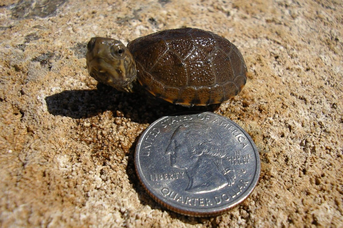 As turtles go, so go their ecosystems