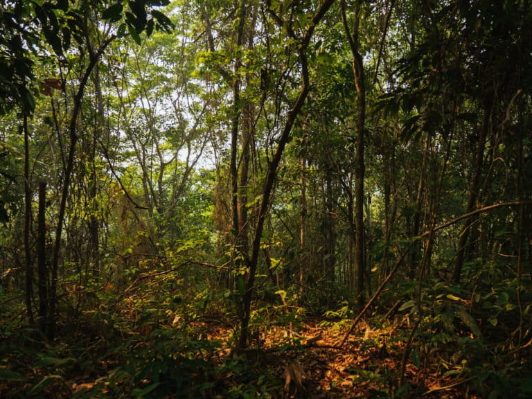 Scientists urge greater protection of Brazil’s secondary forests