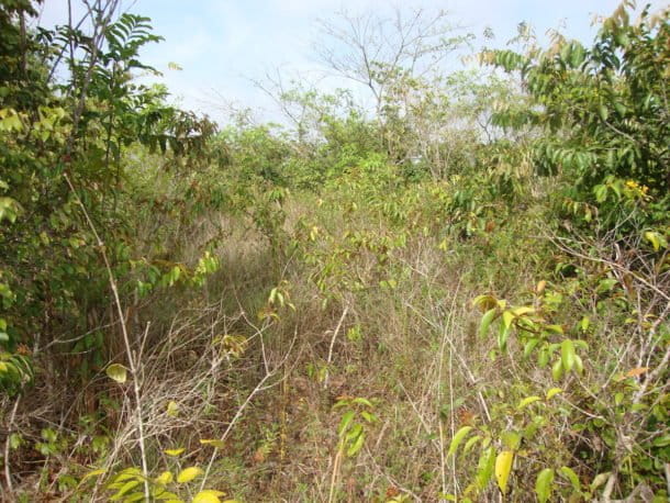 Scientists urge greater protection of Brazil’s secondary forests