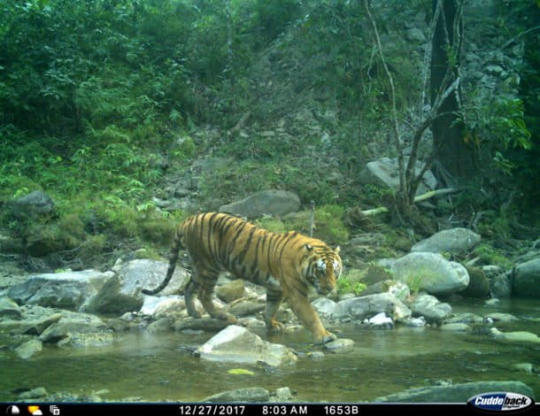 New survey results show Nepal is on track to double its tiger ...