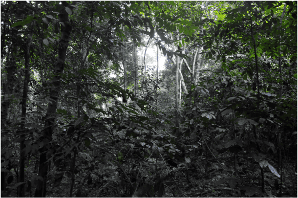 Size Matters: Forest Elephants Important For Ecosystems And Humans In ...