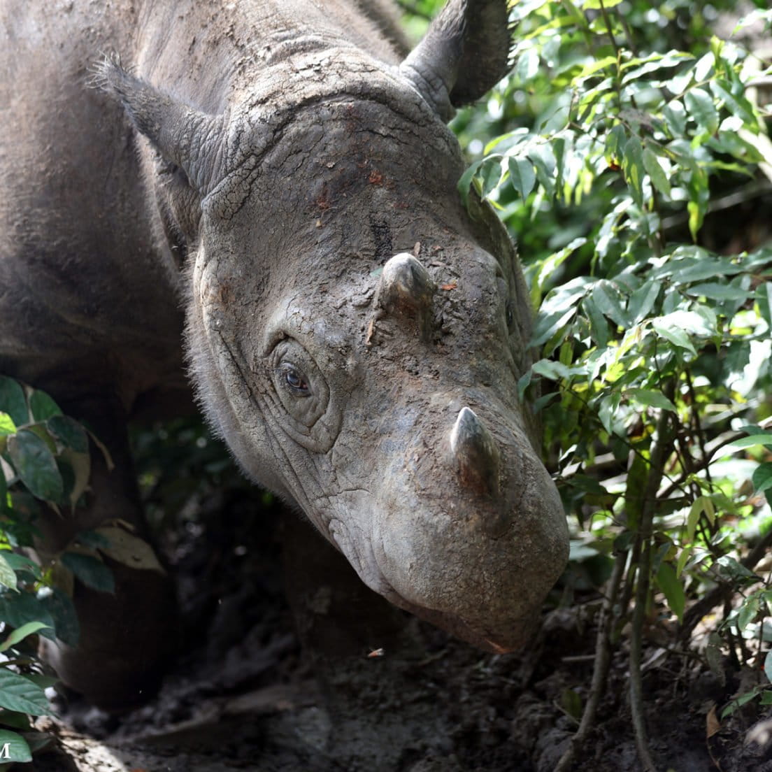 Series: Asian Rhinos