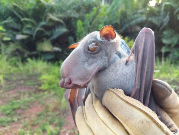 How an African bat might help us prevent future Ebola outbreaks