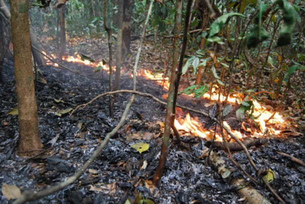 Fire fundamentally alters carbon dynamics in the Amazon