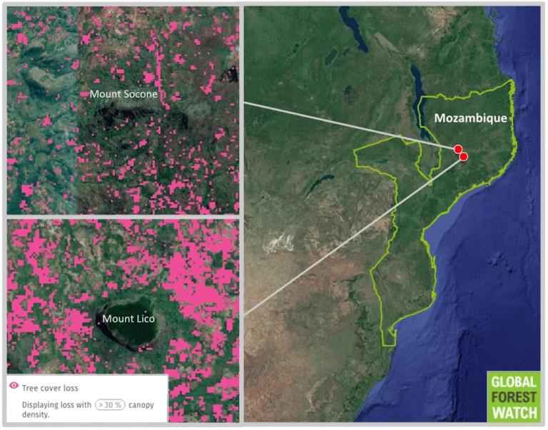Secrets revealed: Researchers explore unique, isolated forest in Mozambique
