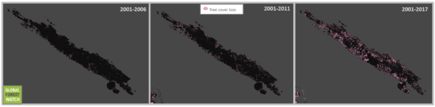 Chinese demand wiping out forests in the Solomon Islands: New report