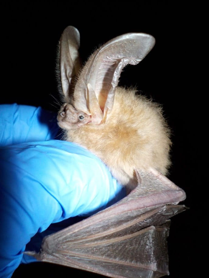 Bat Week: the super powers of bats (photos)
