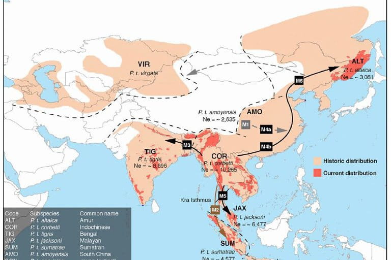 Tiger Trade Routes