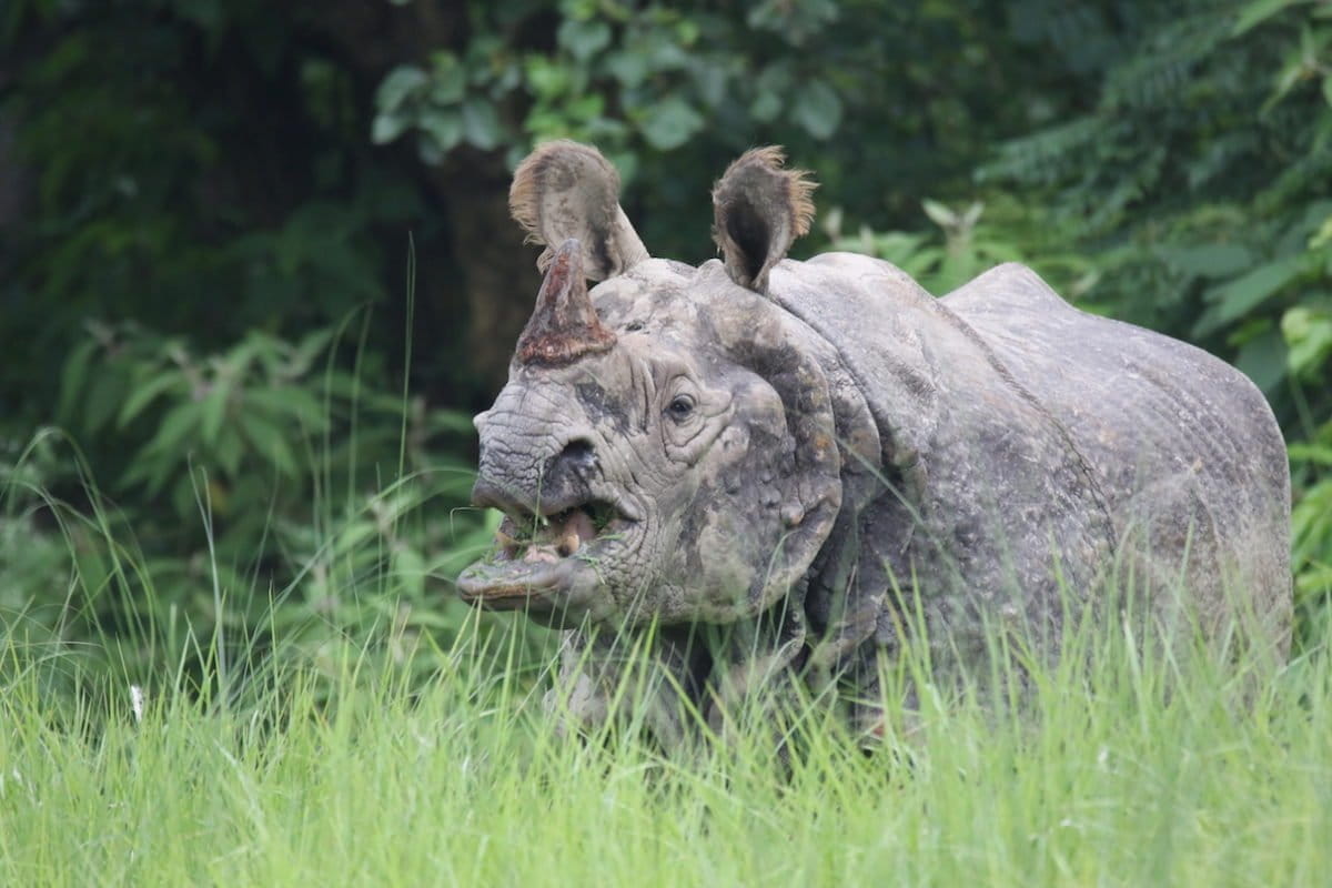 What's killing Nepal's rhinos?